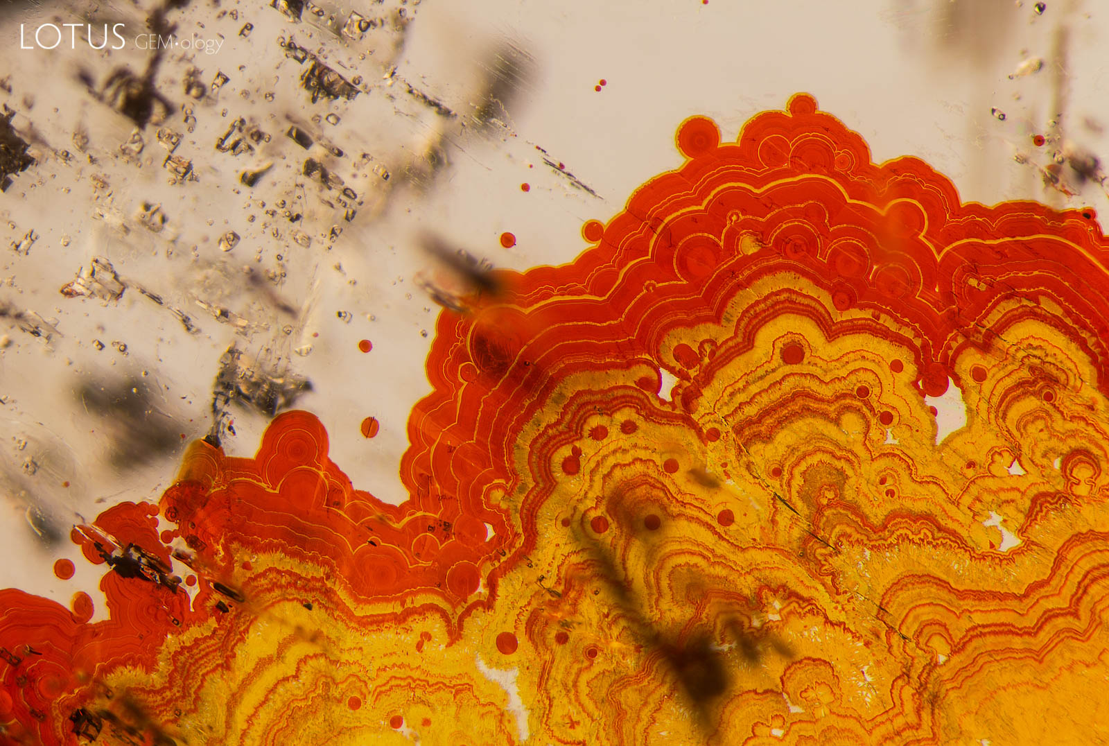 Hyperion • Inclusion Search Engine • Lotus Gemology | LotusGemology.com